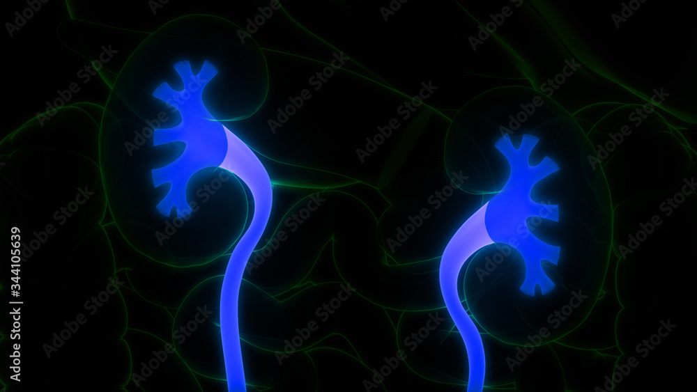Human Urinary System Ureter Anatomy Stock Illustration | Adobe Stock
