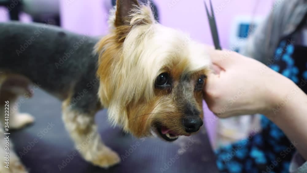 Grooming. Haircut of that Terrier. A groomer cuts a small dog's hair ...