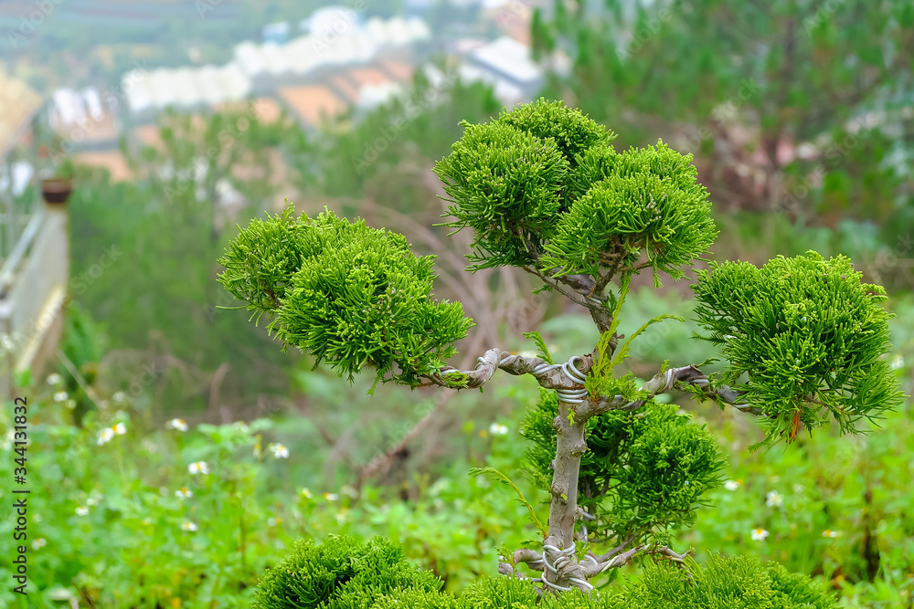 Thuja tree with green leaf and blur background (also known as Biota ...