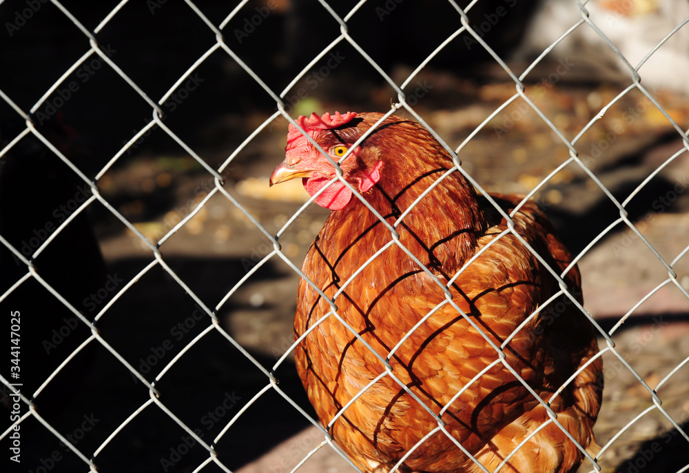 Rhode Island Red hen, Isa brown breed of laying hen behind the metal ...