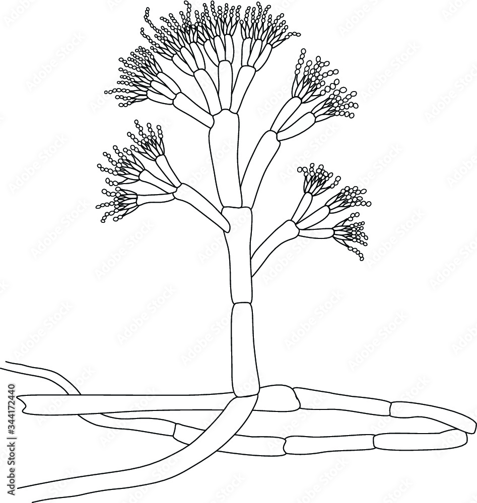 Diagrama De Penicillium Notatum Penicillium Notatum 10X