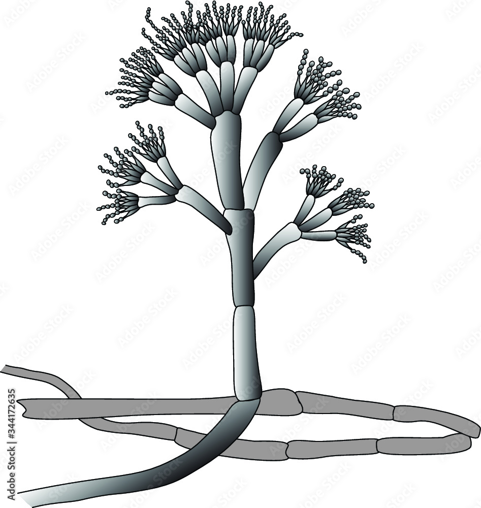 Structure of Penicillium Stock Vector | Adobe Stock