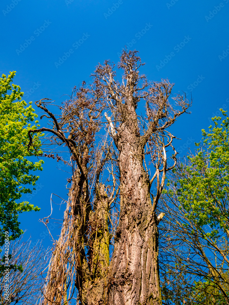 Black Poplar(Populus nigra - Italica) dry dead tree surrounded by ...