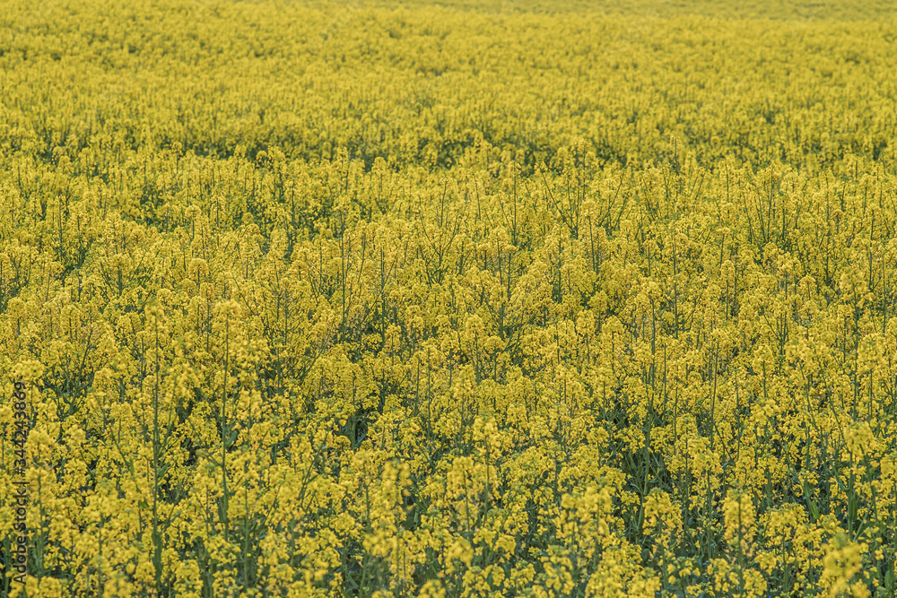 pole rzepaku kwitnącego na żółto Stock Photo | Adobe Stock