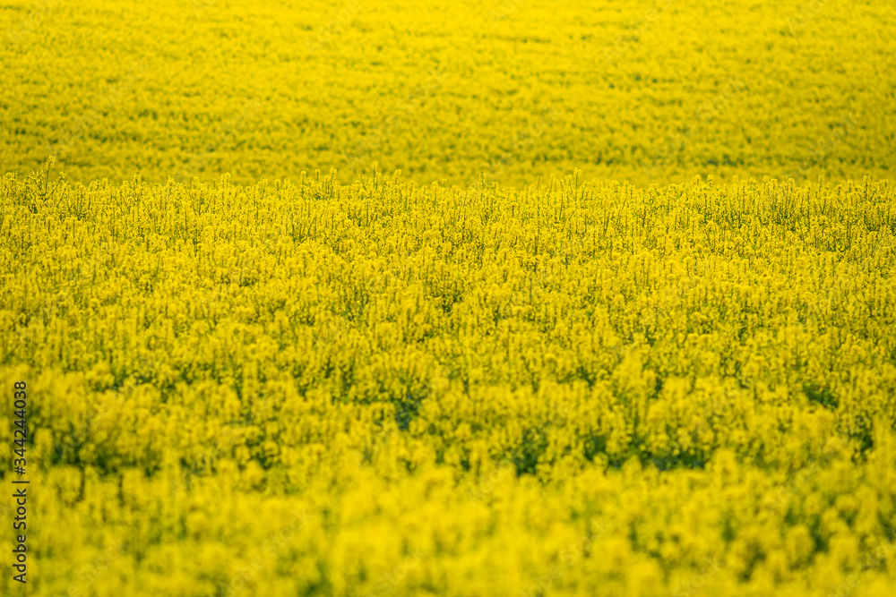 pole rzepaku kwitnącego na żółto Stock Photo | Adobe Stock