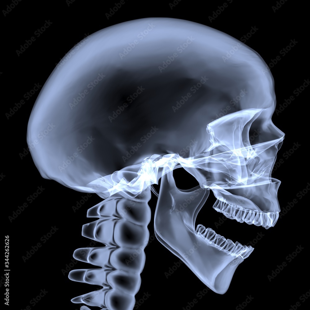 anatomy, human, roentgen, skeletal, anatomical, bone, image, medical ...