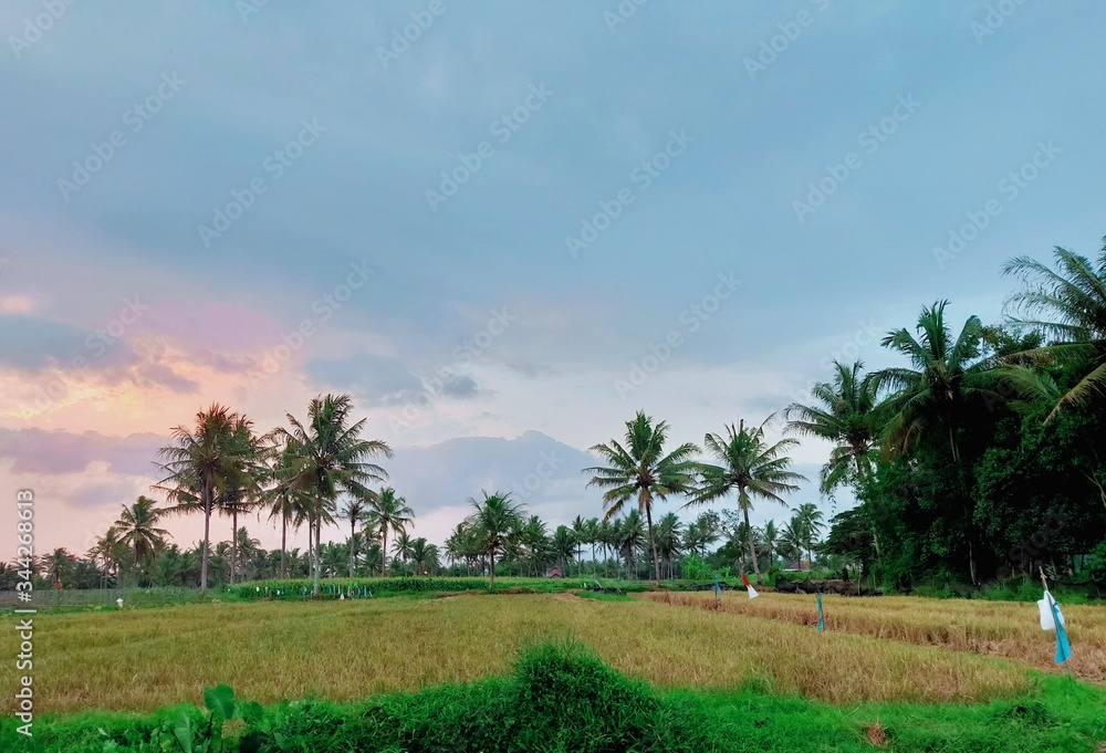 Pemandangan pematang sawah yang sangat indah alami dan sejuk di depan ...