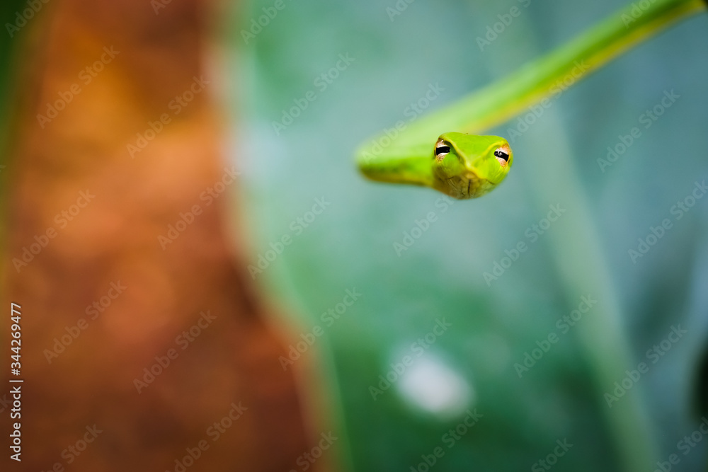 Portrait Close up Cute small green snake (Oriental whipsnake) on ...