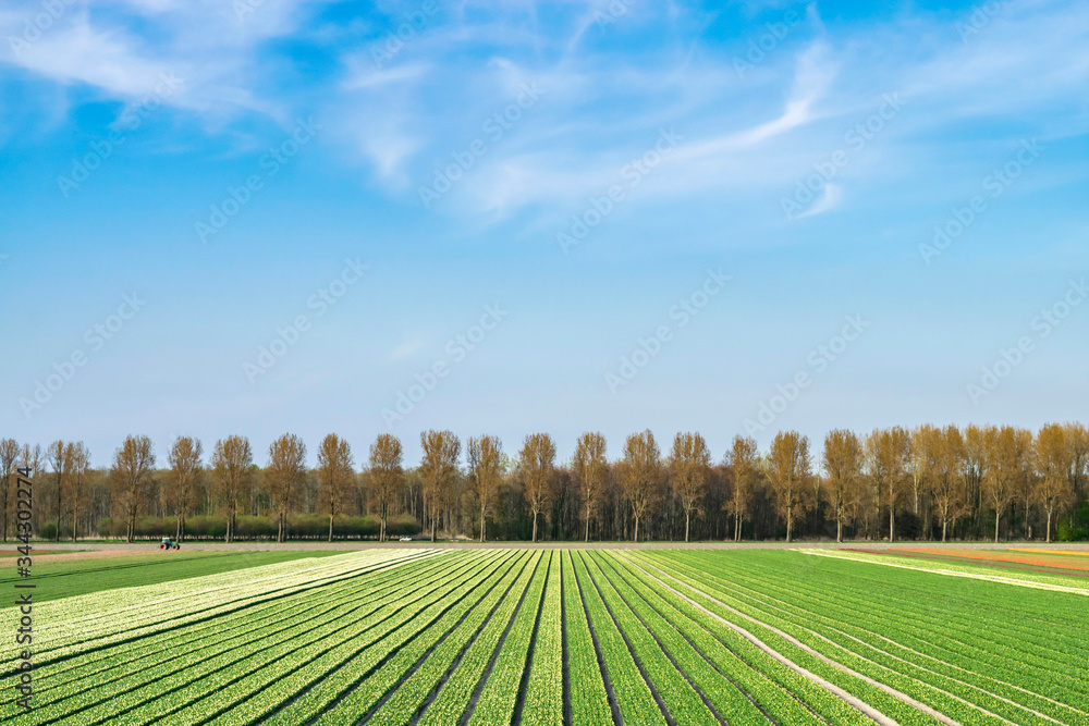 Symmetrical flower rows extending in perspective to the horizon in ...