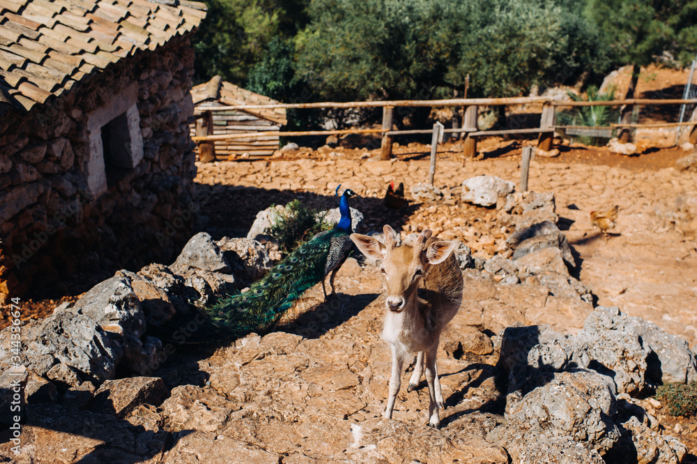 Peacock and Deer in the zoo of Zakynthos island. Ascos stone Park ...