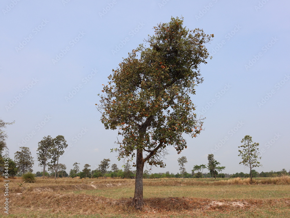 tree, plant, field, outdoor, nature, grass, landscape, environment ...