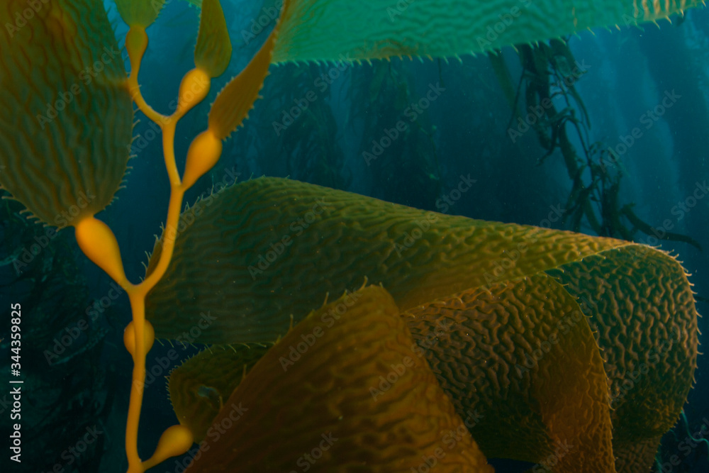 Forests of giant kelp, Macrocystis pyrifera, commonly grow in the cold ...