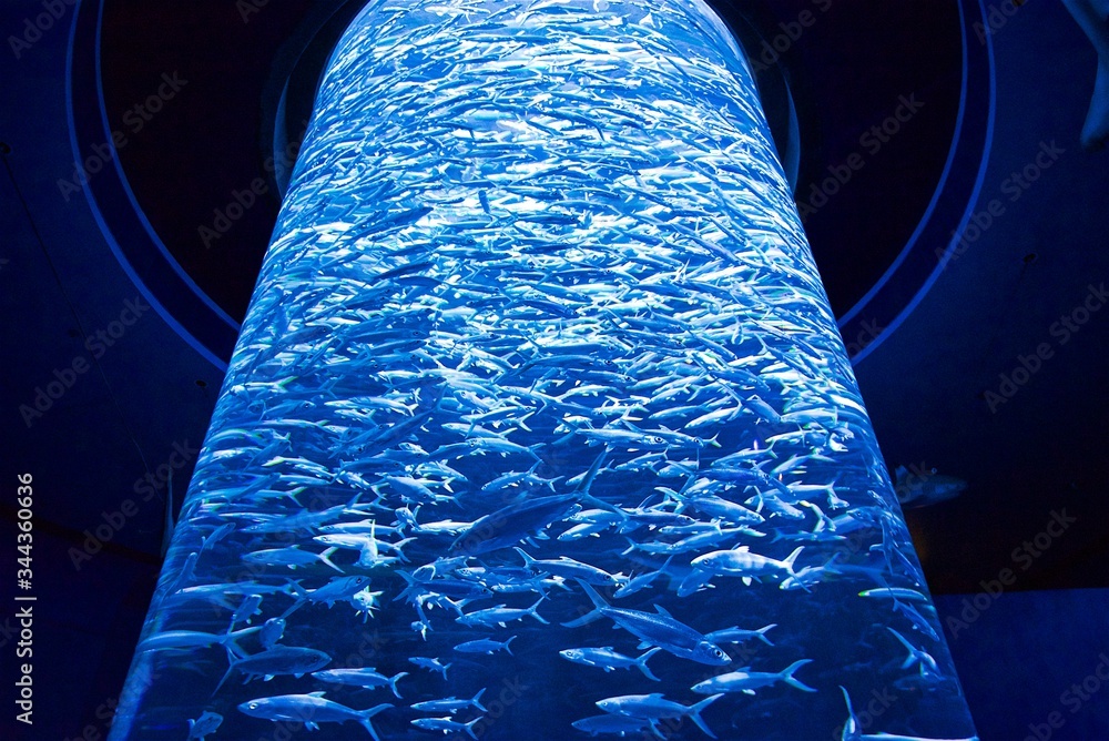 a flock of marine fish in a large aquarium in Hong Kong, excursions ...