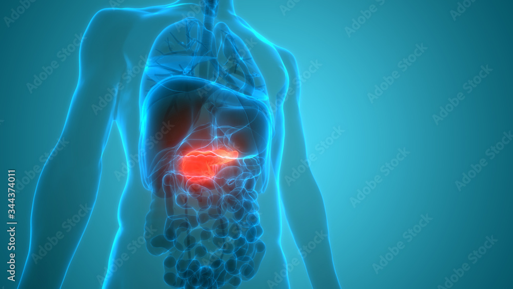 Human Internal Organs Pancreas Anatomy Stock Illustration | Adobe Stock