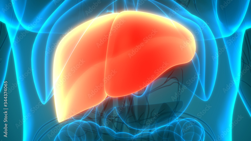 Human Digestive Internal Organ Liver Anatomy Stock Illustration | Adobe ...