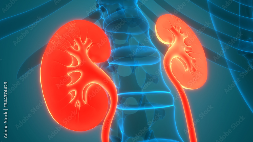Human Urinary System Kidneys Anatomy Stock Illustration | Adobe Stock