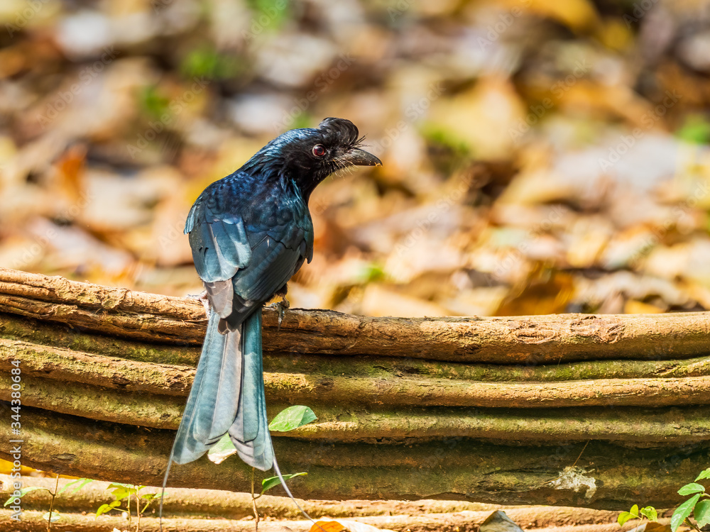 The Greater Racket-tailed Drongo (Dicrurus paradiseus) is a medium ...