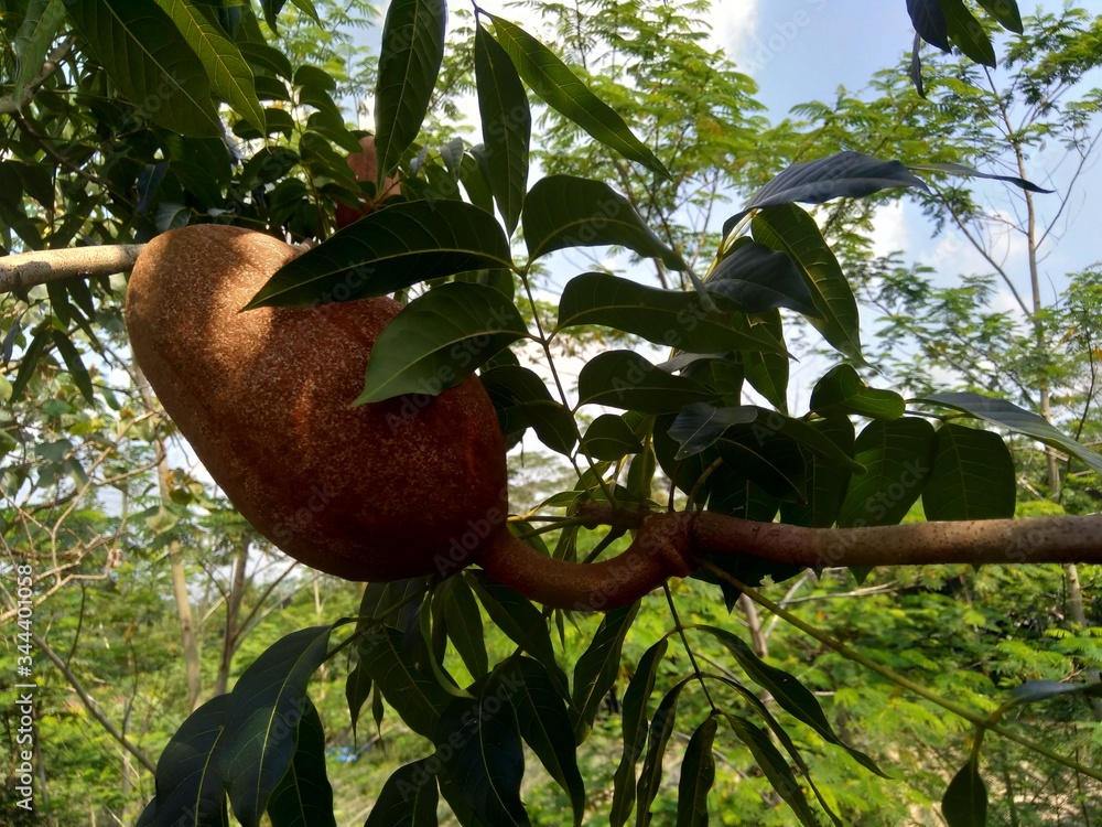 Close up swietenia mahagoni (mahoni, mauni) flower with natural ...