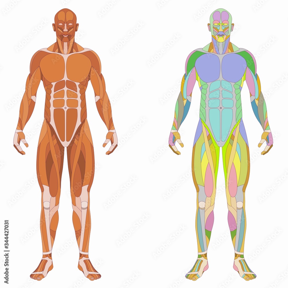 illustration of a human muscle body, vector drawing Stock Vector ...