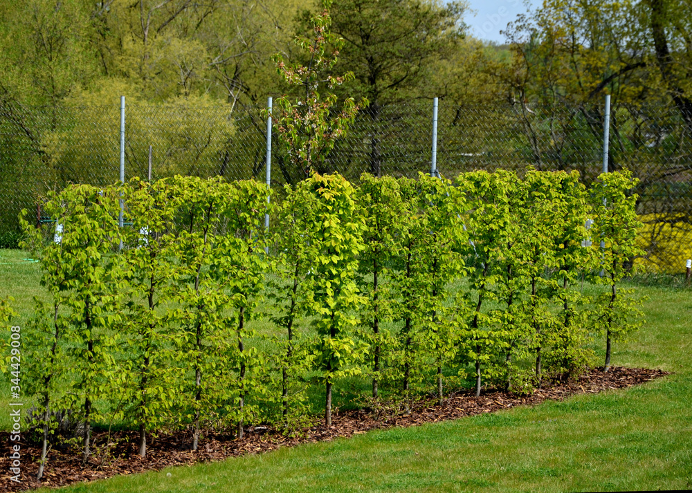 hornbeam hedge in spring lush leaves let in light trunks and larger ...