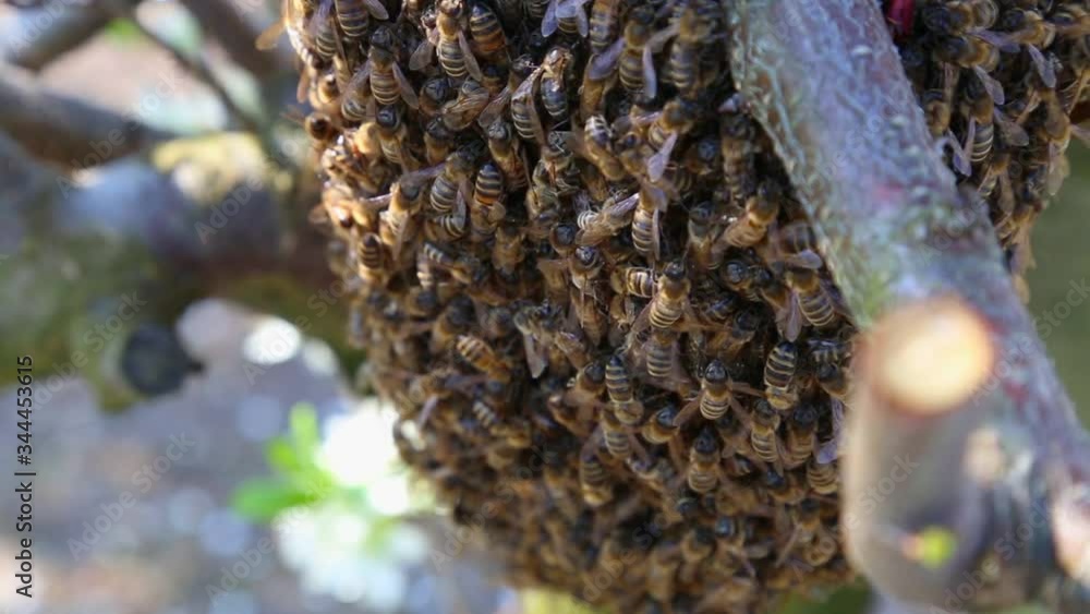 Vidéo Stock Swarm of hardworking bees on a frame in a apiary farm, close up handheld shot. A ...