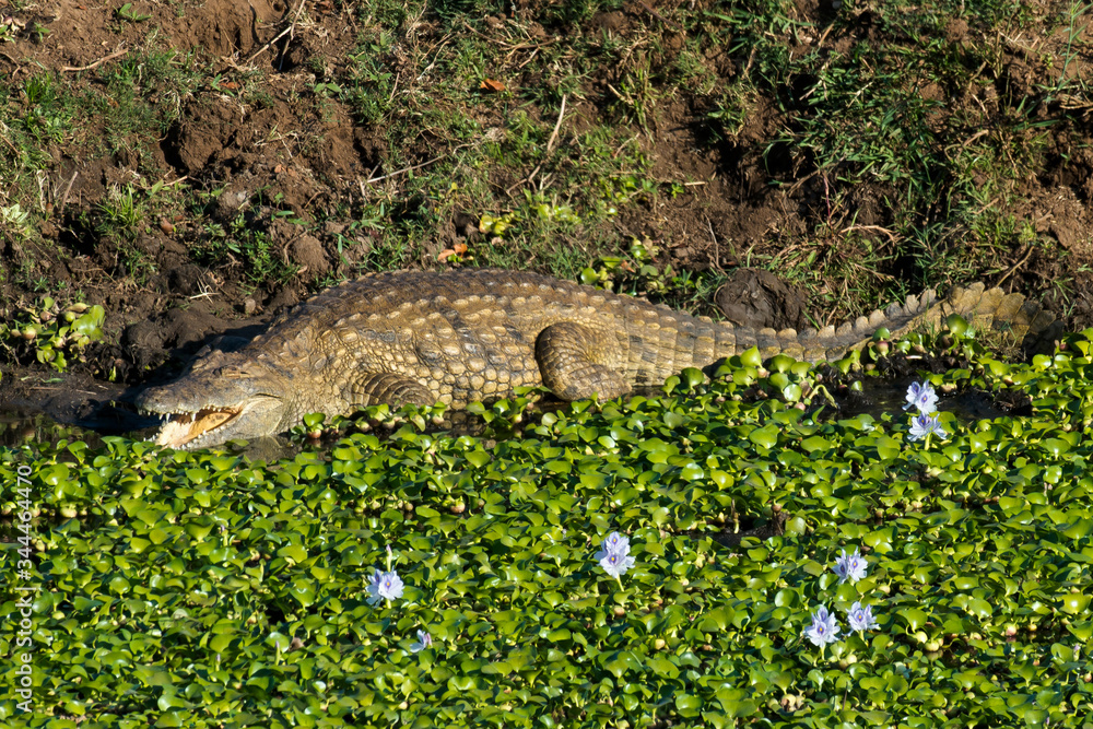 Crocodile du Nil , Crocodylus niloticus, Afrique du Sud Stock Photo ...