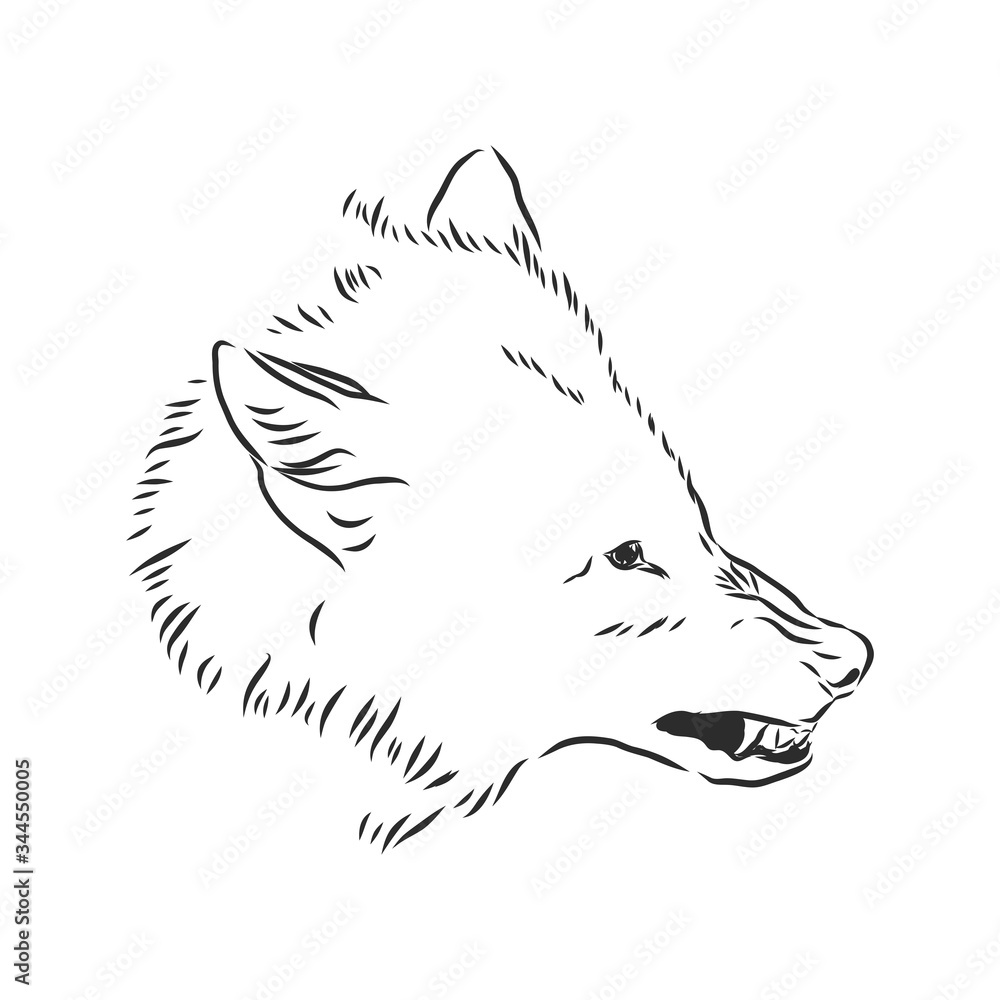 Wolf Head Snarling Drawing
