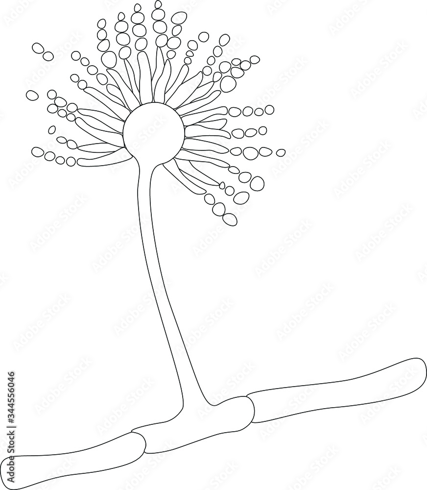 Structure of Aspergillus under microscope vector de Stock | Adobe Stock