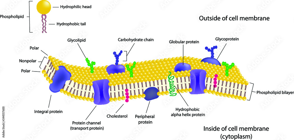 Phospholipid bilayers structure of cell membrane or cytoplasmic ... Phospholipid bilayers structure of cell membrane or cytoplasmic ...