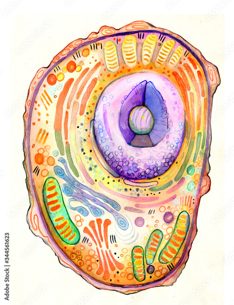 Body cell structure, watercolor illustration Stock Illustration | Adobe ...