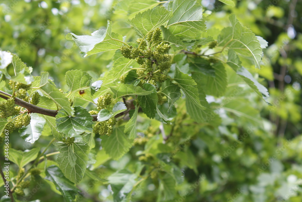 Mulberry plant with green mulberry fruit and branches of mulberry plant ...