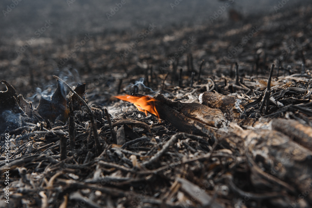 Isolated closeup of naturally monochromatic ashes and burnt yard waste ...