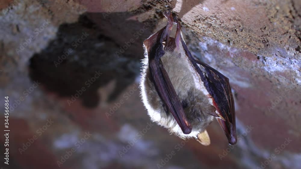Close up strange animal Natterer's bat Myotis nattereri hanging upside ...