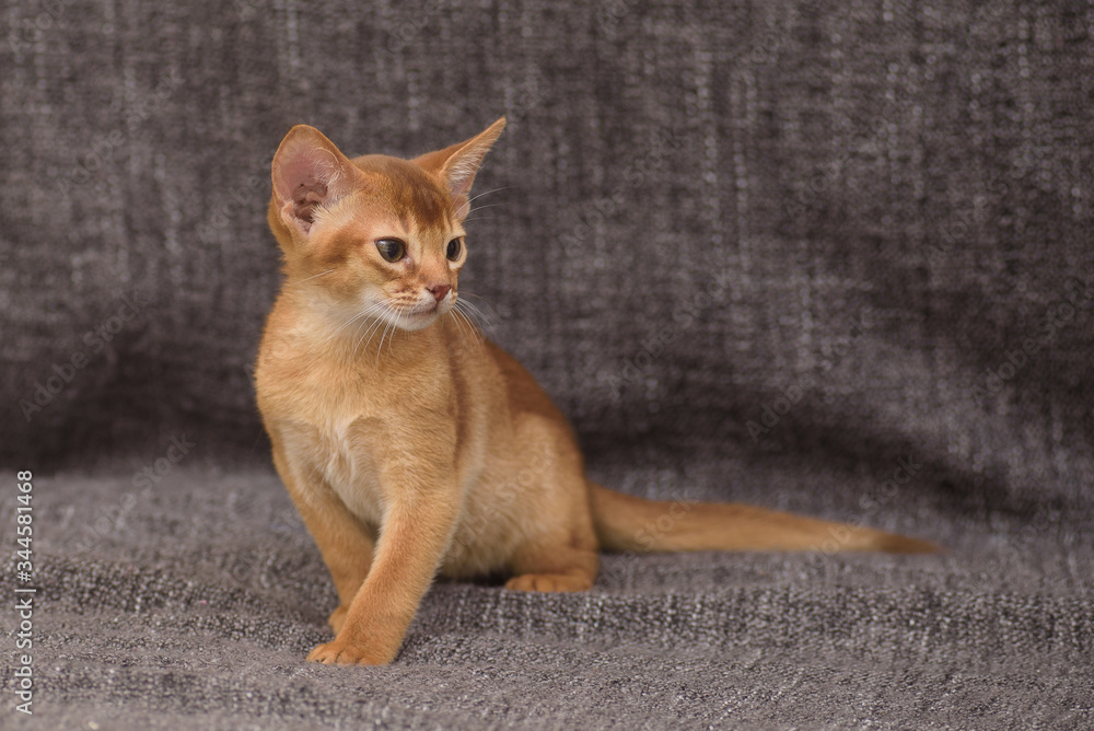 Grey Abyssinian Kitten