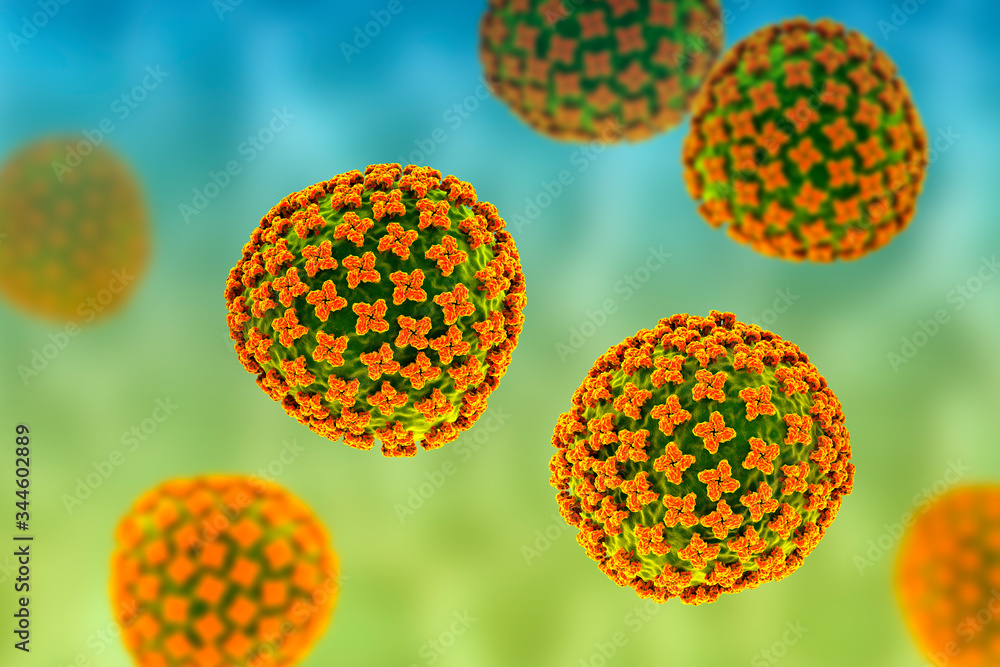 Orthohantavirus that causes hantavirus hemorrhagic fever with renal ...