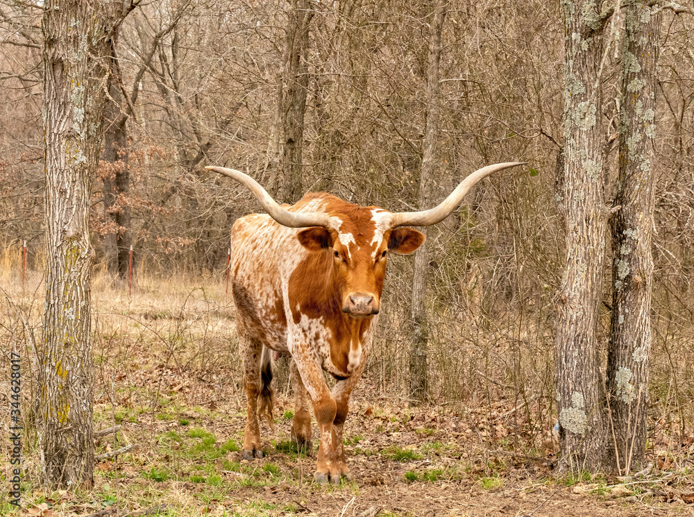 Texas Longhorn beef cattle cow, Bos taurus, with brown and white ...