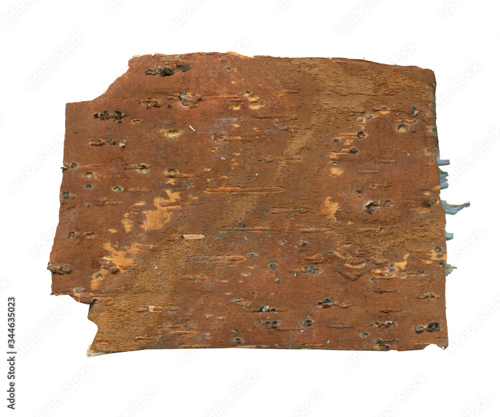 Natural wood texture background with raw birch textures for forestry ...