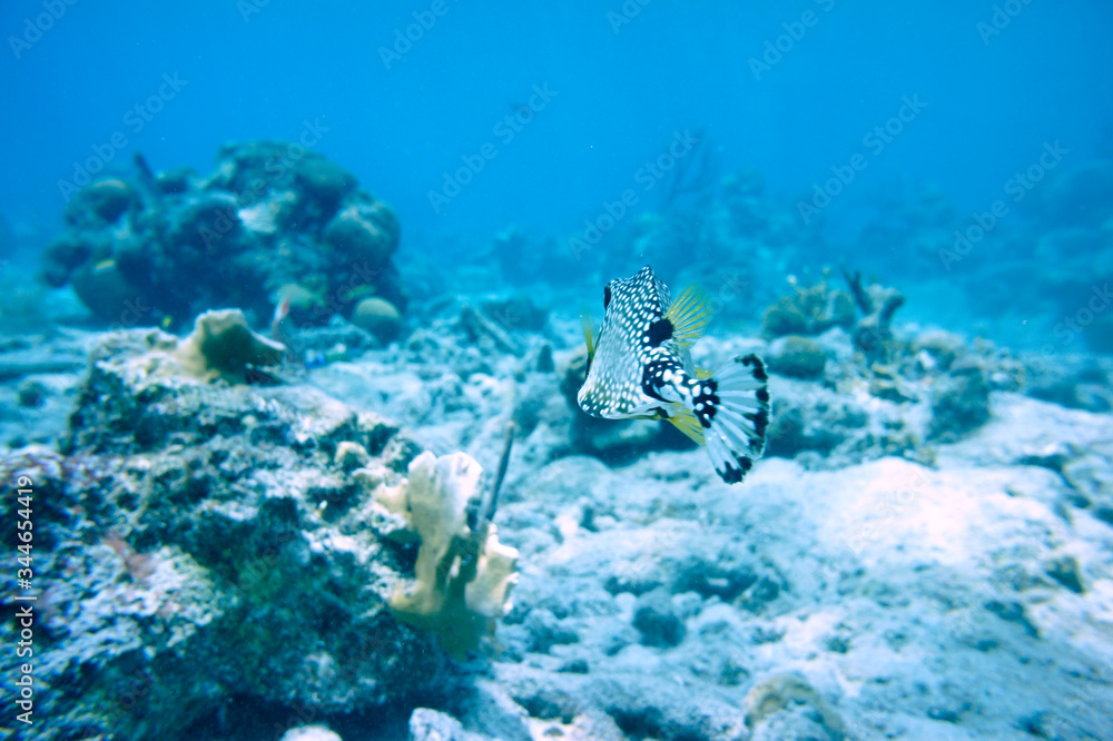 Beautiful Fish Swimming In The Caribbean Sea. Blue Water. Relaxed ...
