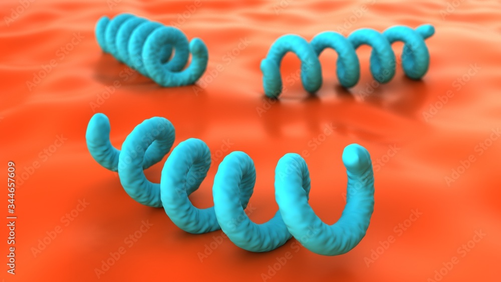 Treponema pallidum under a microscope. Bacterium which causes syphilis ...