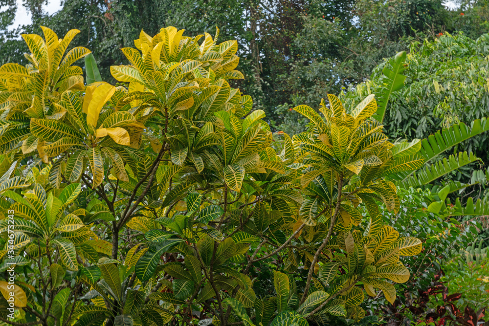Croton plant in the garden in Royal Botanical Gardens Peradeniya, Kandy ...