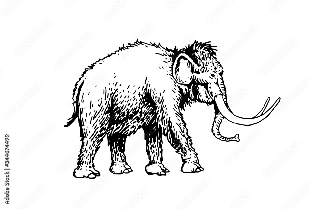 Graphical sketch of mammoth isolated on white background, vector ...