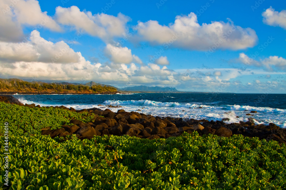 Naupaka Kahakai Plants (Scaevola taccada) on Lava Shoreline of Akuhini ...