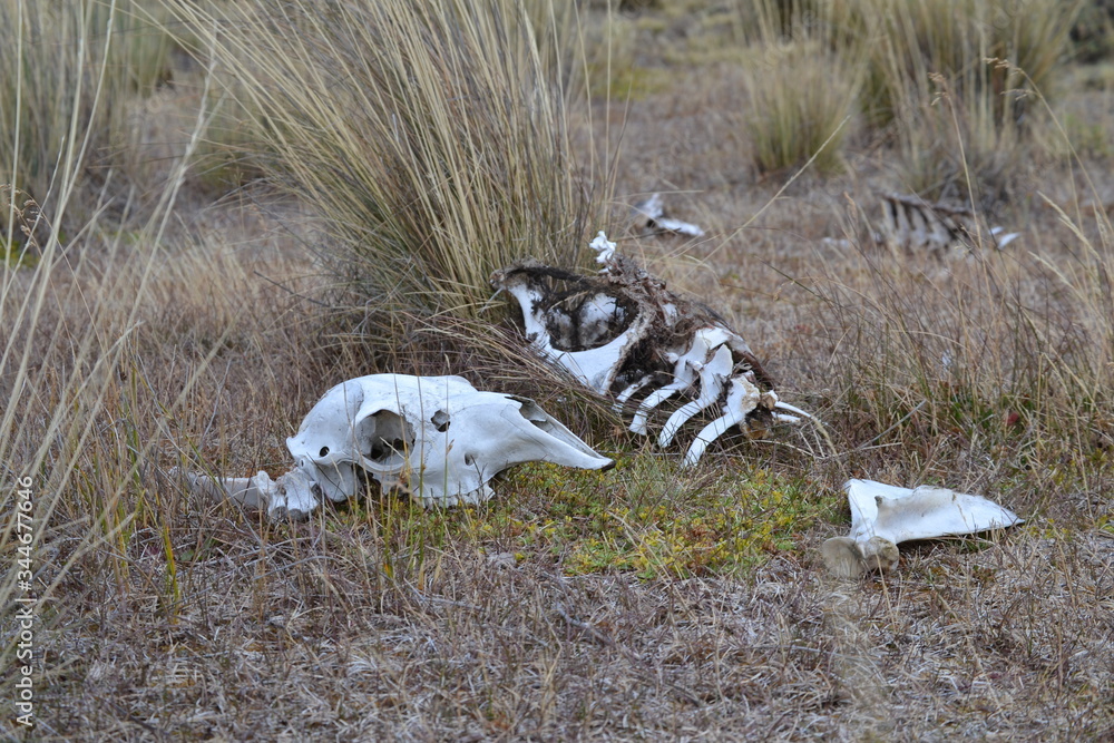 skull and bones, dead guanaco in patagonia chile Stock Photo | Adobe Stock