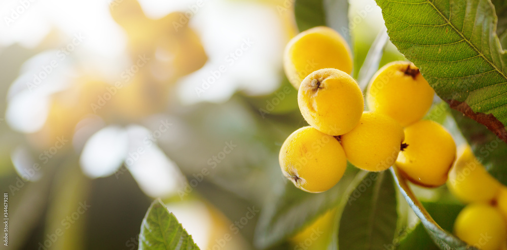 Japanese Plum tree branch with yellow fruits Eriobotrya japonica ...