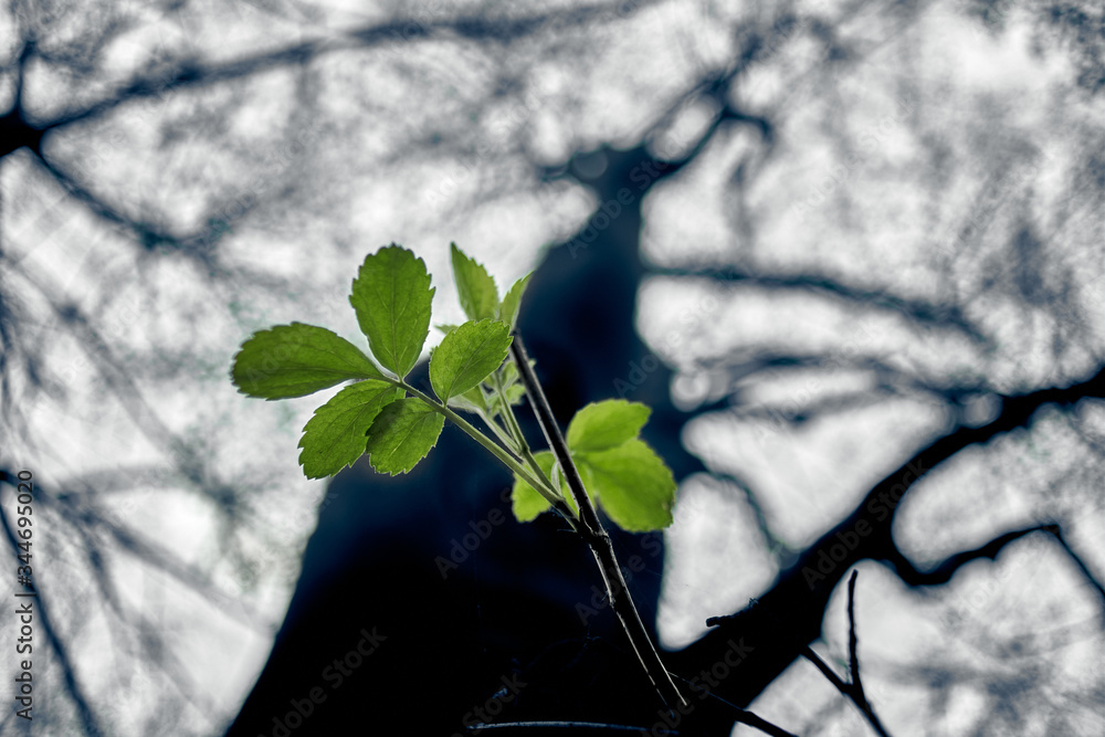 Little green sprout with a big tree in a background. Stock 사진 | Adobe Stock