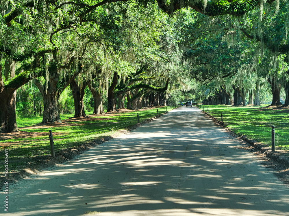 Old growth oak trees lining a plantation driveway Stock Photo | Adobe Stock