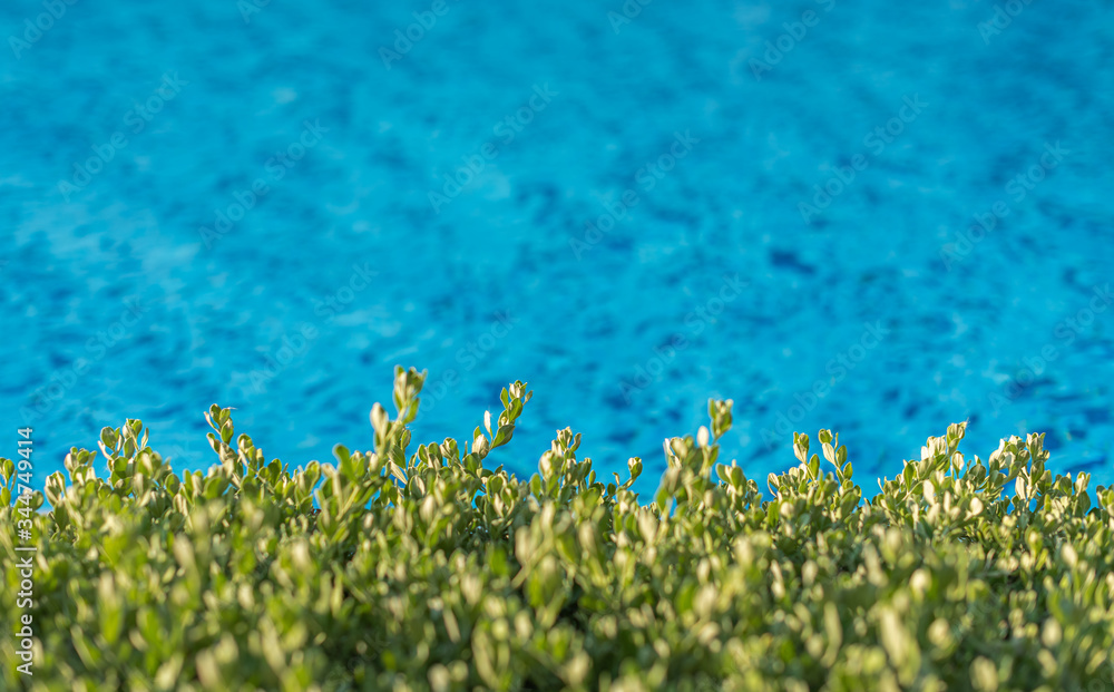 swimming pool background, blue background, nature background, green ...
