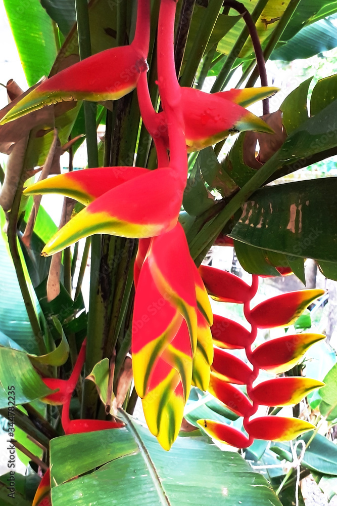 Heliconia Flower image, Heliconia is commonly known as Red Palulu, Wild ...
