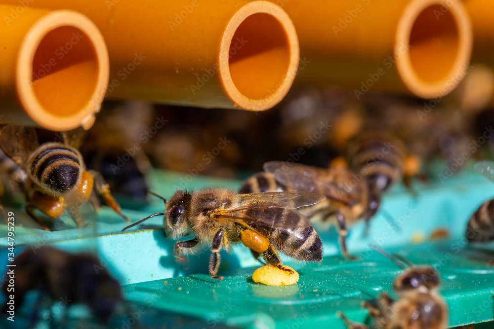 Collector of pollen on a hive. Bees with collected pollen enter the ...