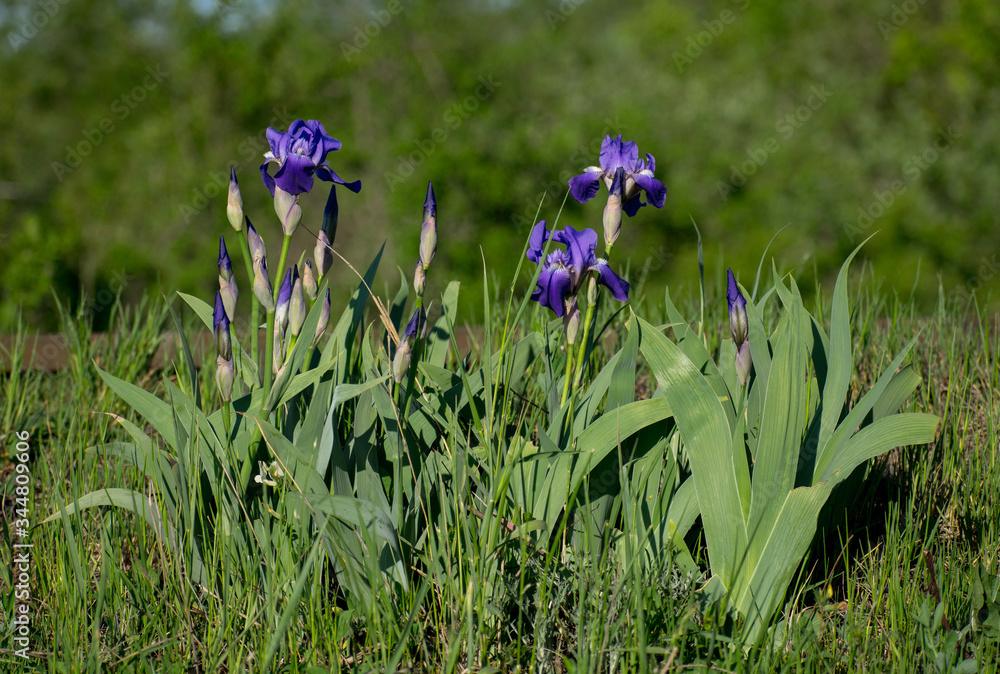 Purple Iris.Iris versicolor is also commonly known as the blue flag ...